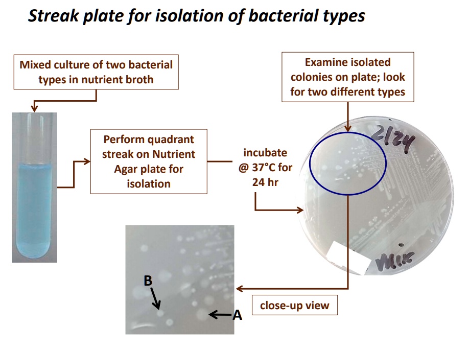 streak plate for isolation of bacterial types mixed culture of two ...