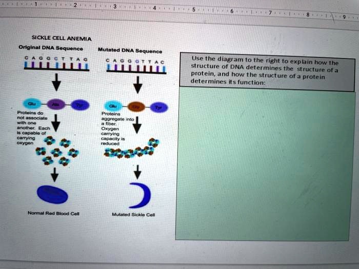 SOLVED: SICKLE CELL ANEMIA Original DNA Sequence Mutated DNA Sequence ...