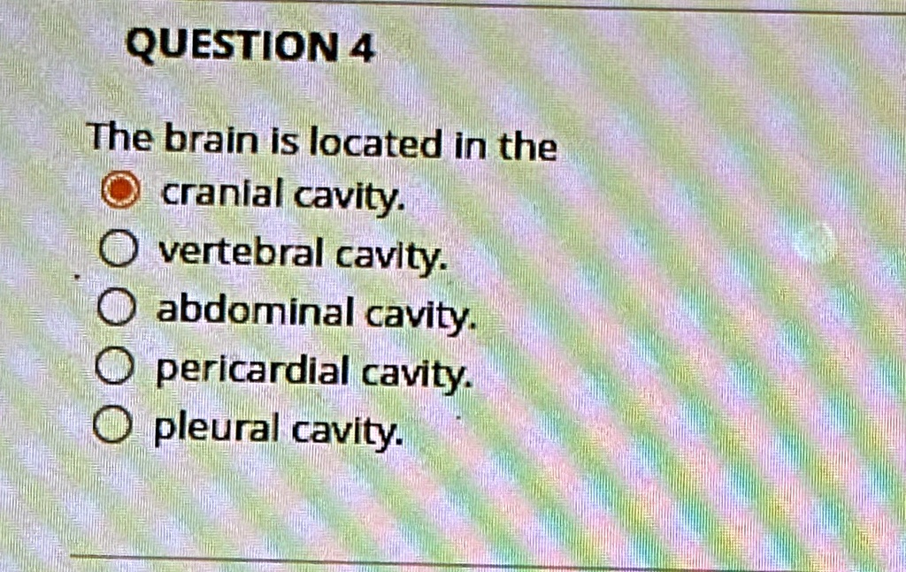 QUESTION 4 The brain is located in the cranial cavity. vertebral cavity ...