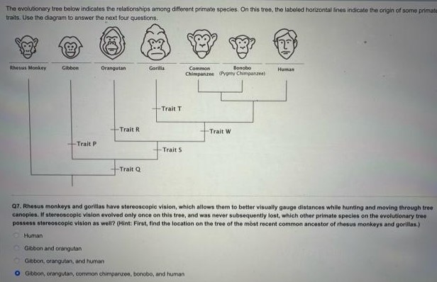 The evolutionary tree below indicates the relationships among different ...