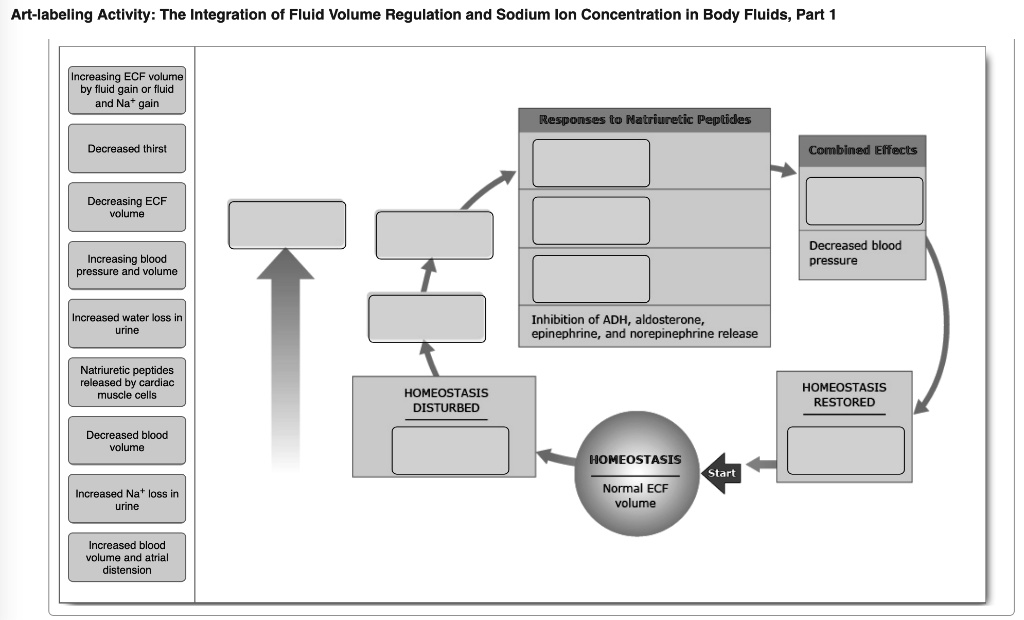 Art-labeling Activity: The Integration of Fluid Volume Regulation and ...