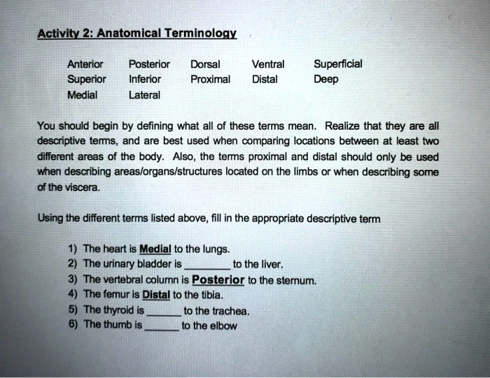 activity 2 anatomical terminology anterior superior medial posterior ...