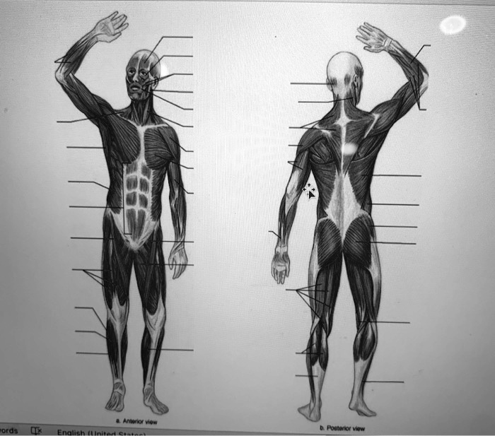 SOLVED: label parts of muscular system