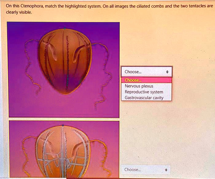 on this ctenophora match the highlighted system on all images the ...
