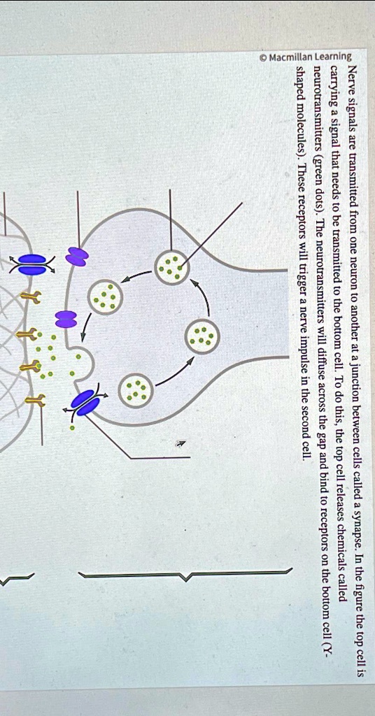 Macmillan Learning Nerve signals are transmitted from one neuron to ...