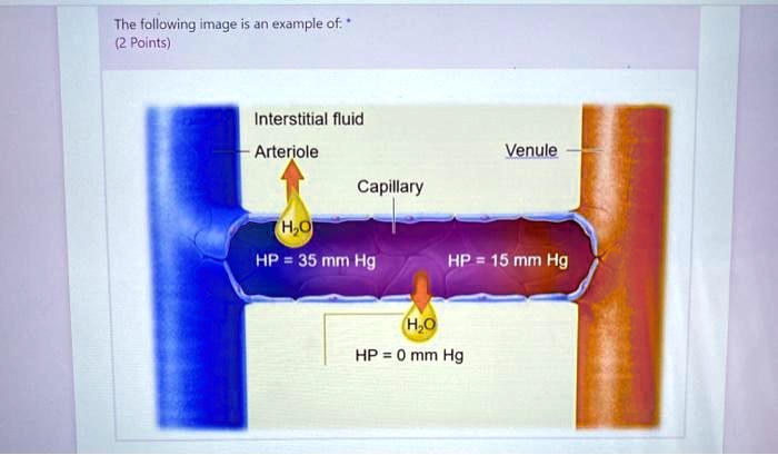 SOLVED: A) Osmotic Pressure B) Hydrostatic Pressure C) Osmohydrostatic ...