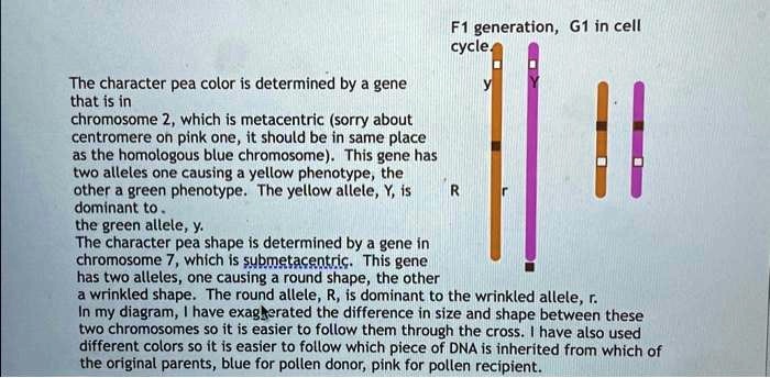 SOLVED: Draw the chromosomes of the parental generation at an ...