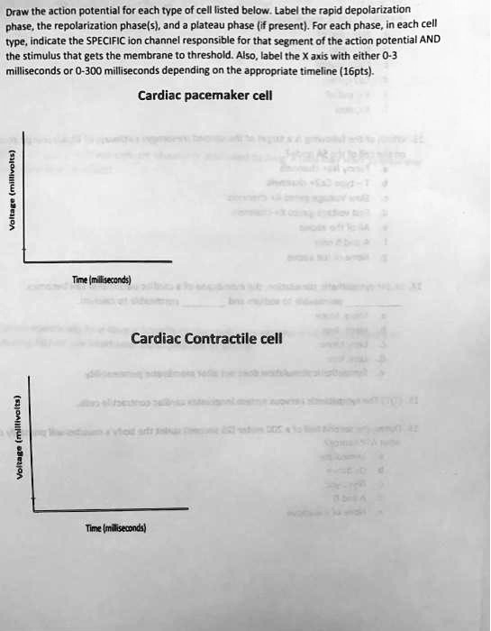 draw the action potential for each type of cell listed below label the ...