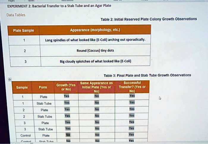 SOLVED: EXPERIMENT 2: Bacterial Transfer to a Stab Tube and an Agar Plate Data Tables Table 2 ...