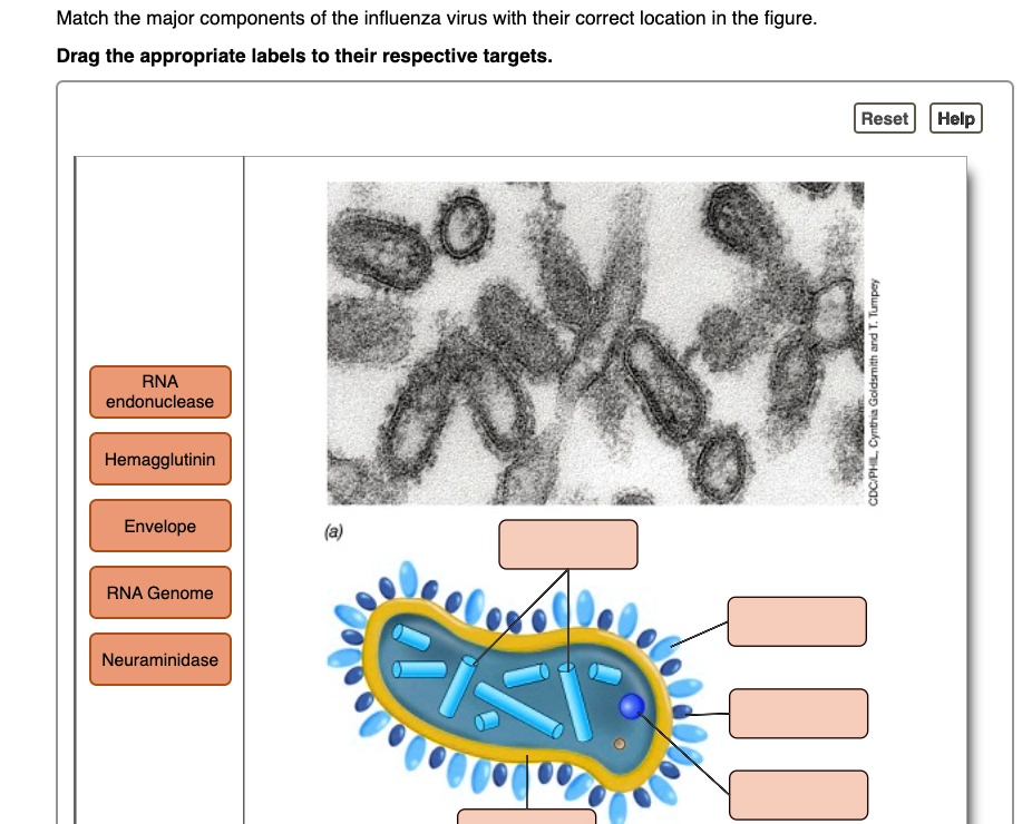 SOLVED: Match the major components of the influenza virus with their ...