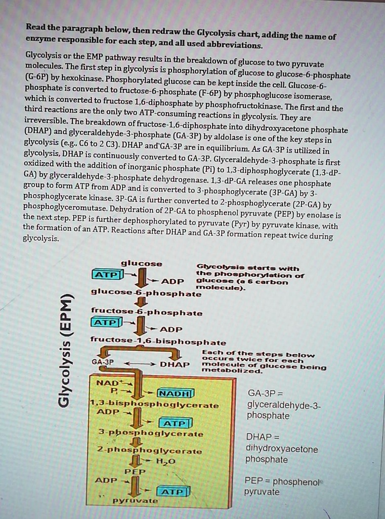 read the paragraph below then redraw the glycolysis chart adding enzyme ...