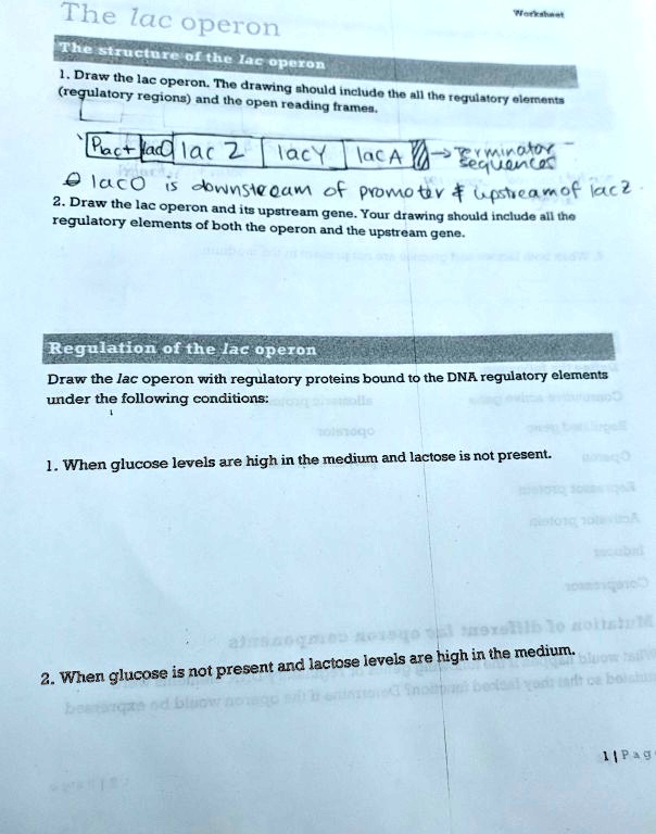 Worksheet The lac operon The structure of the lac operon 1. Draw the ...