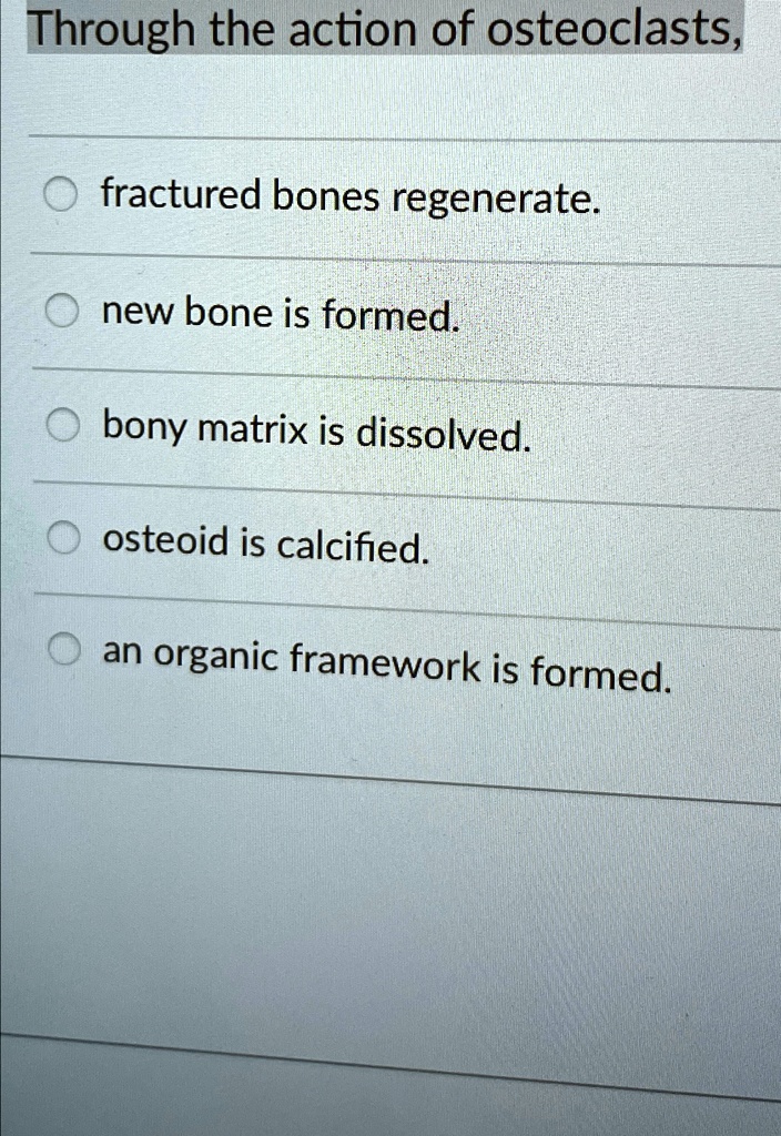 Through the action of osteoclasts, fractured bones regenerate. new bone ...