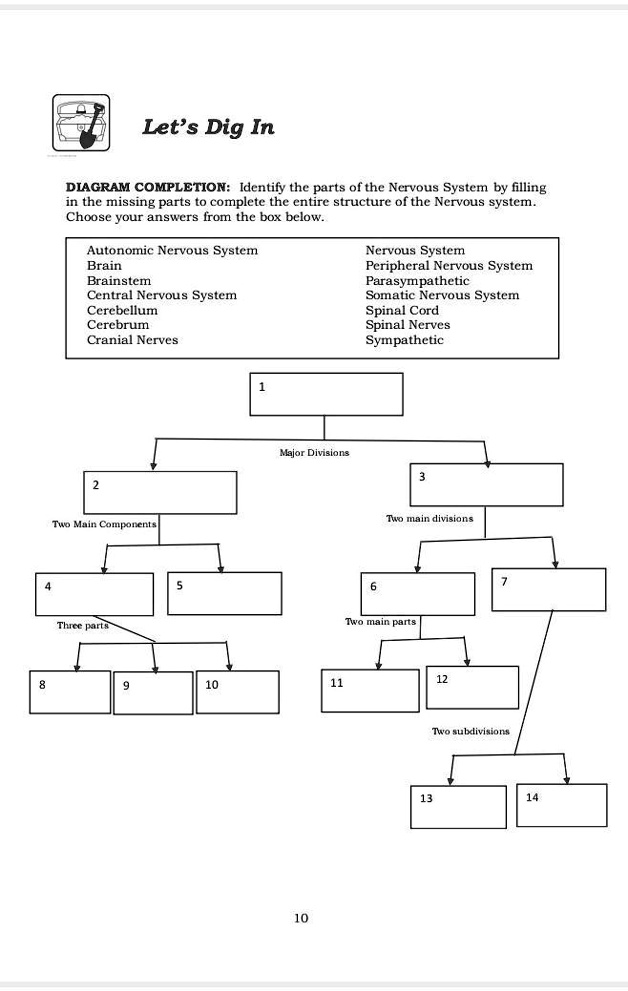 Let's Dig In DIAGRAM COMPLETION: Identify the parts of the Nervous ...