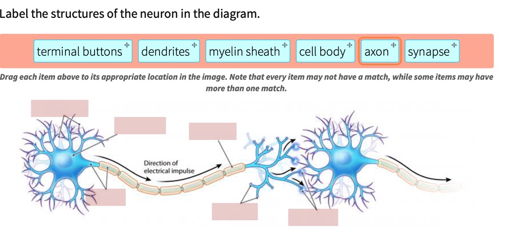 Label the structures of the neuron in the diagram. terminal buttons ...