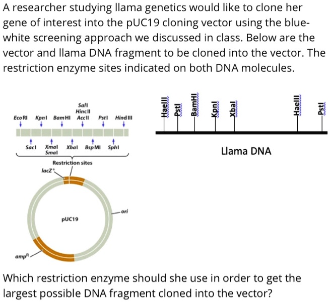 researcher studying ilama genetics would like to clone her gene of interest into the puc19 ...