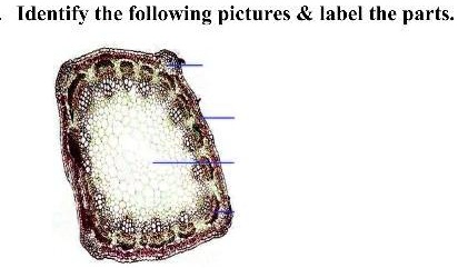 SOLVED: 'identify the following picture and label the parts Identify ...