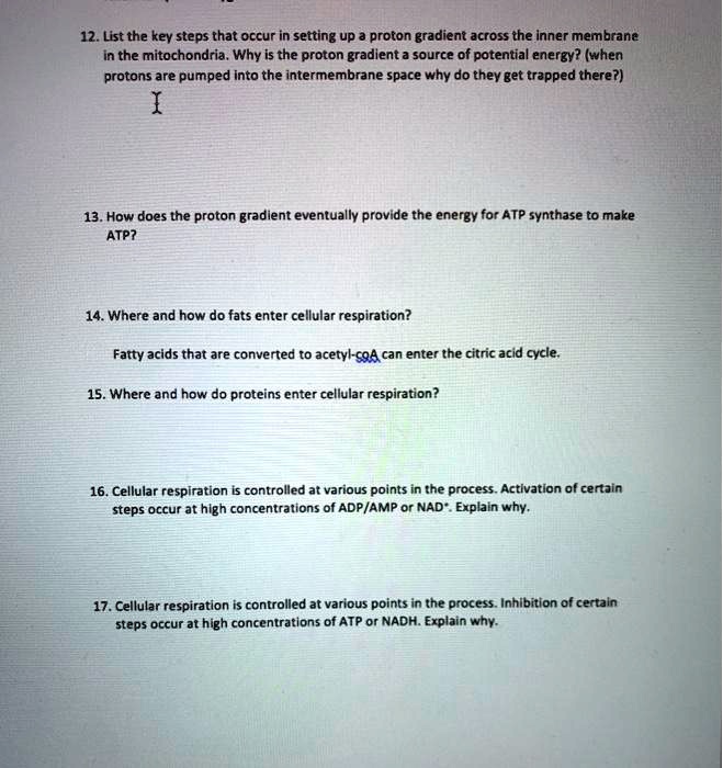 SOLVED: 12. List the key steps that occur in setting up a proton gradient across the inner ...