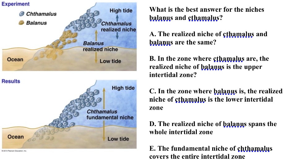 SOLVED: Experiment Chthamalus Balanus High tide What is the best answer ...