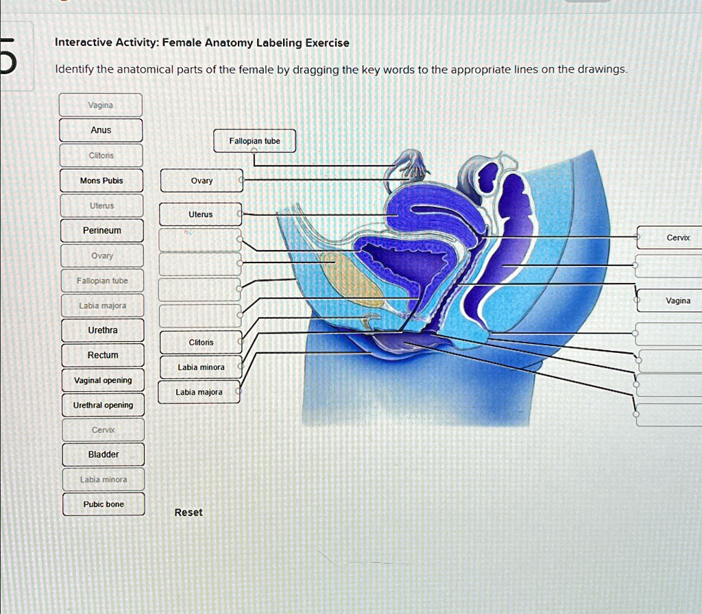 Interactive Activity: Female Anatomy Labeling Exercise Identify the ...