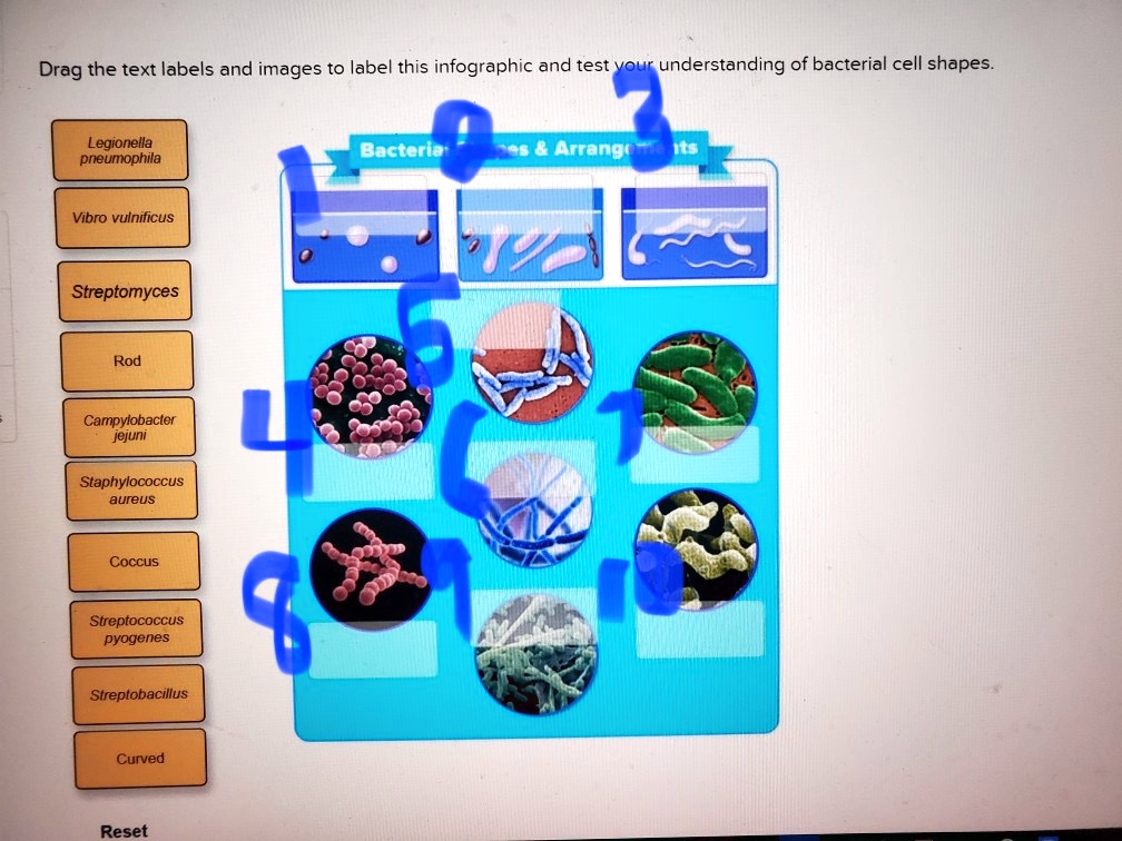 [GET ANSWER] Drag the text labels and images to label this infographic ...