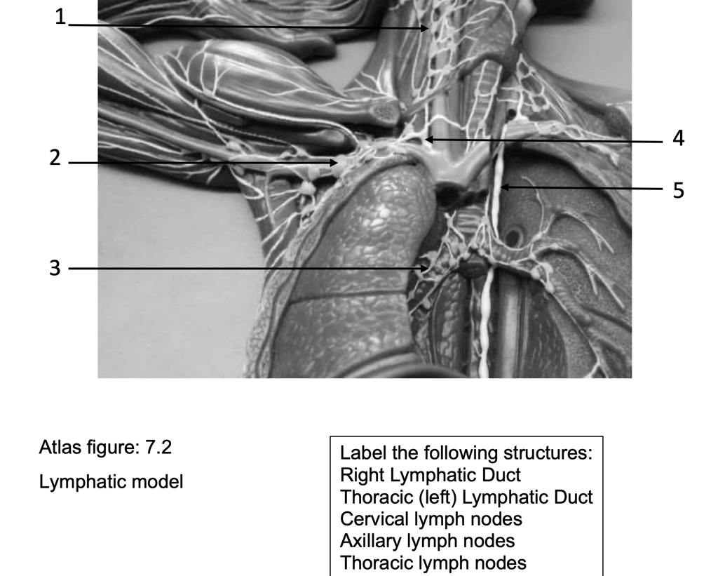1 2 3 Atlas figure: 7.2 Lymphatic model Label the following structures ...