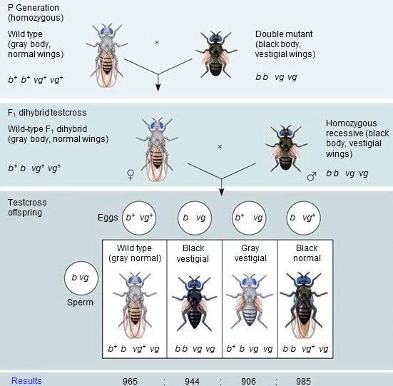 generation homozygous wild type gray body normalwings double mutant ...