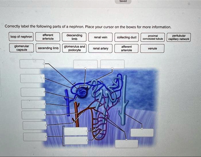 saved correctly label the following parts of a nephron place your cursor on the boxes for more ...