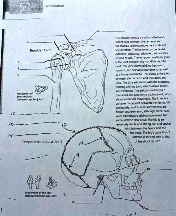 Articulations The shoulder joint is a multi-axial ball-and-socket joint ...