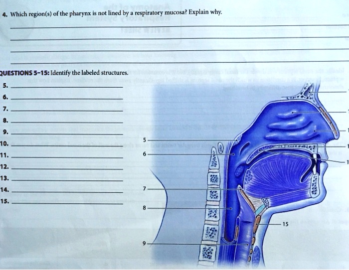 SOLVED: What region(s) of the pharynx is not lined by a respiratory ...