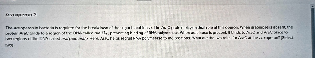 Ara operon 2 the ara operon in bacteria is required for the...