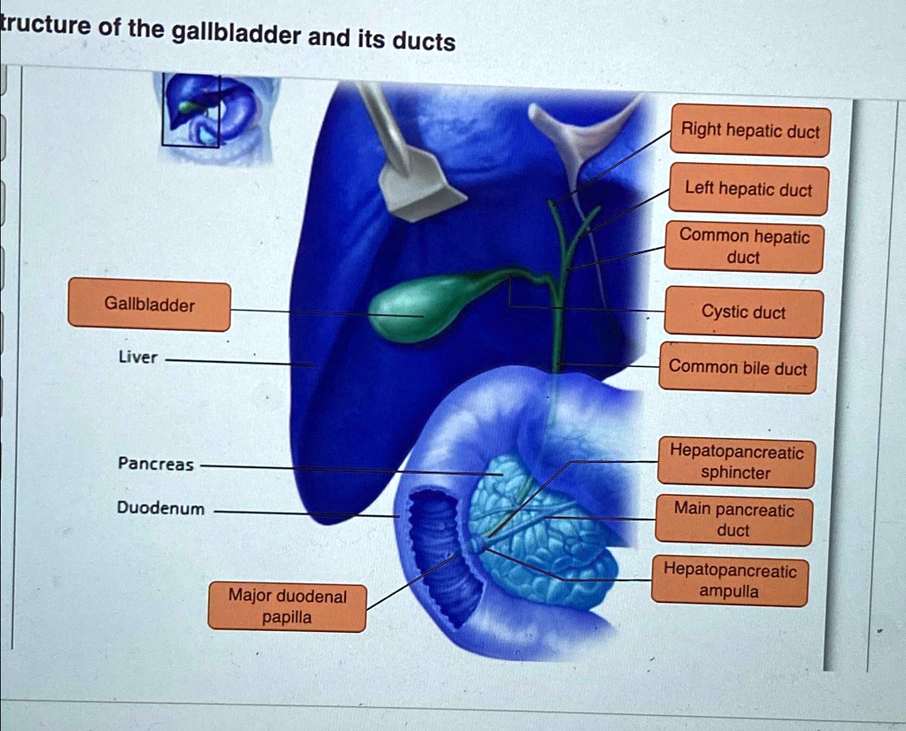 tructure of the gallbladder and its ducts tructure of the gallbladder ...