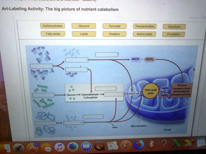 Art-Labeling Activity: The big picture of nutrient...