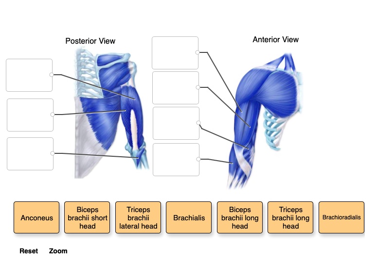 SOLVED: Posterior View Anterior View Biceps brachii short head Triceps ...