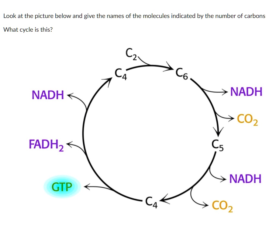 SOLVED: Look at the picture below and give the names of the molecules ...
