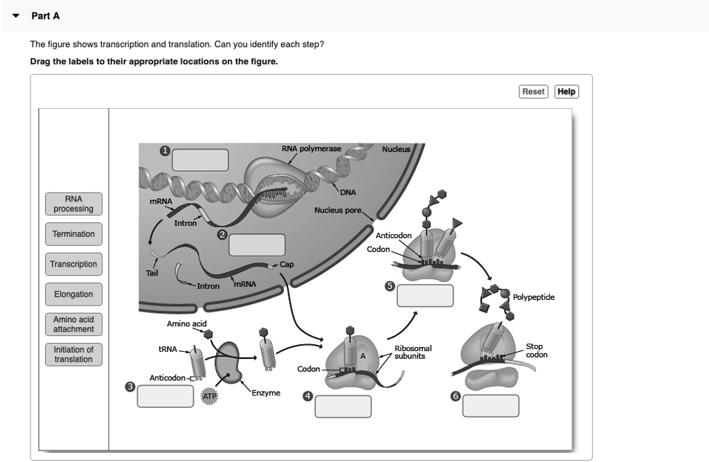 Part A The figure shows transcription and translation. Can you identify ...