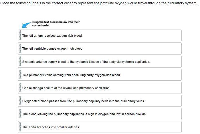 Place the following labels in the correct order to represent the ...