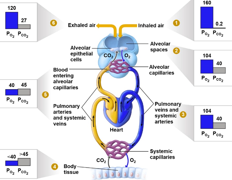 SOLVED: 160 120 27 Exhaled air Inhaled air 0.2 Poz Pcoz Alveolar spaces ...