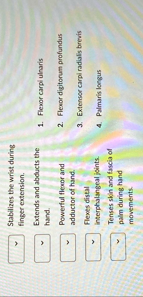 Stabilizes the wrist during finger extension. Extends and abducts the ...