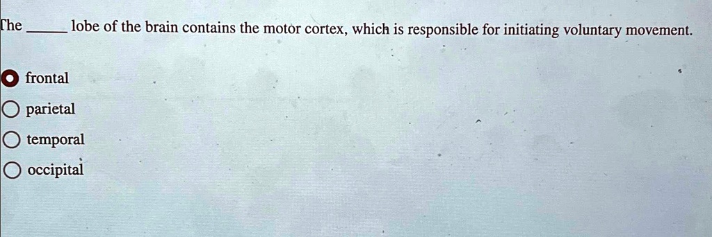 SOLVED: The lobe of the brain contains the motor cortex, which is ...