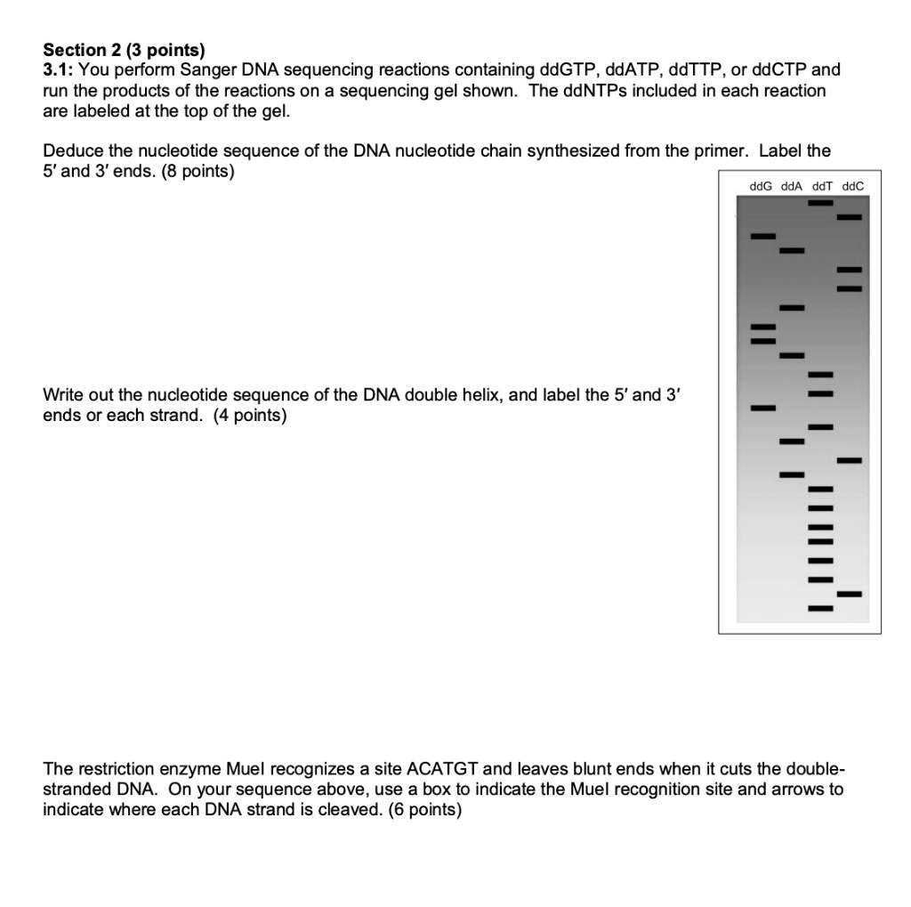 Section 2 (3 points) 3.1: You perform Sanger DNA sequencing reactions ...