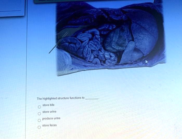 The highlighted structure functions to store urine and produce urine ...