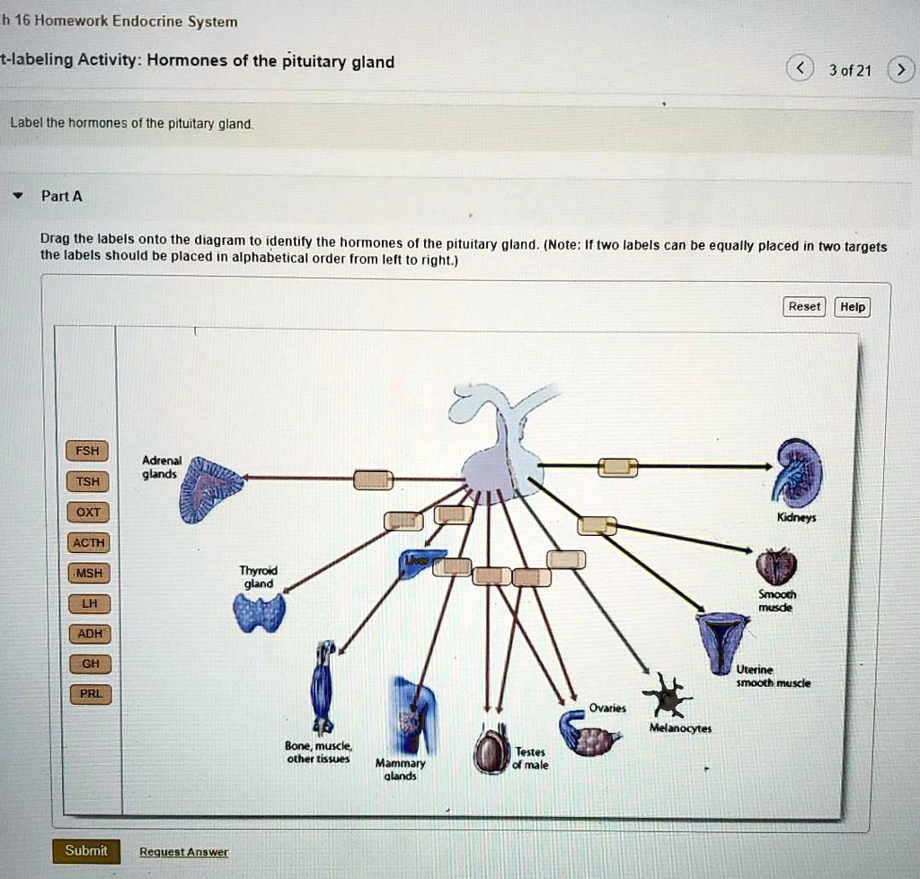 Ch 16 Homework Endocrine System t-labeling Activity: Hormones of the ...