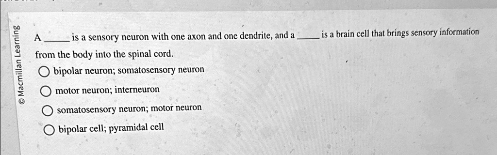 Macmillan Learning A is a sensory neuron with one axon and one dendrite ...