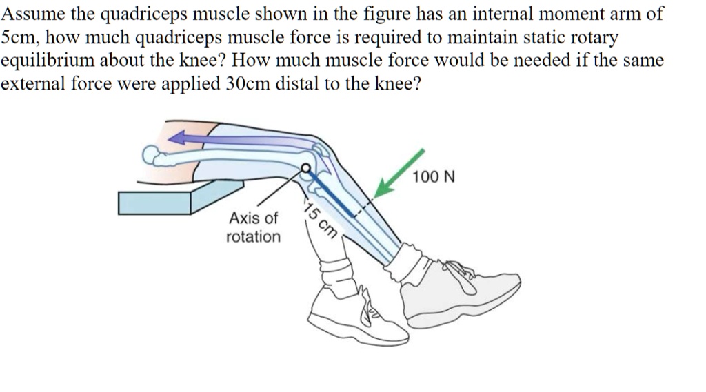 Assume the quadriceps muscle shown in the figure has an internal moment ...