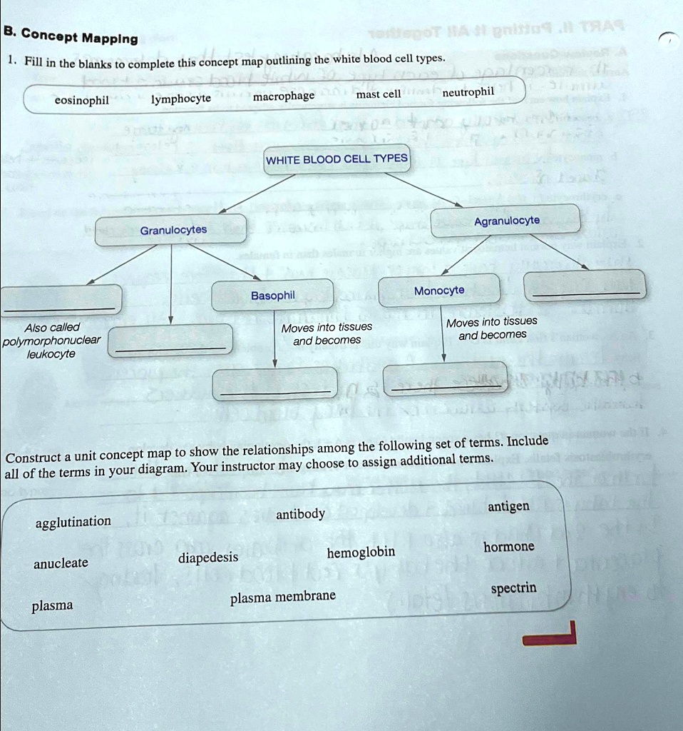 b concept mapping fill in the blanks to complete this concept map ...