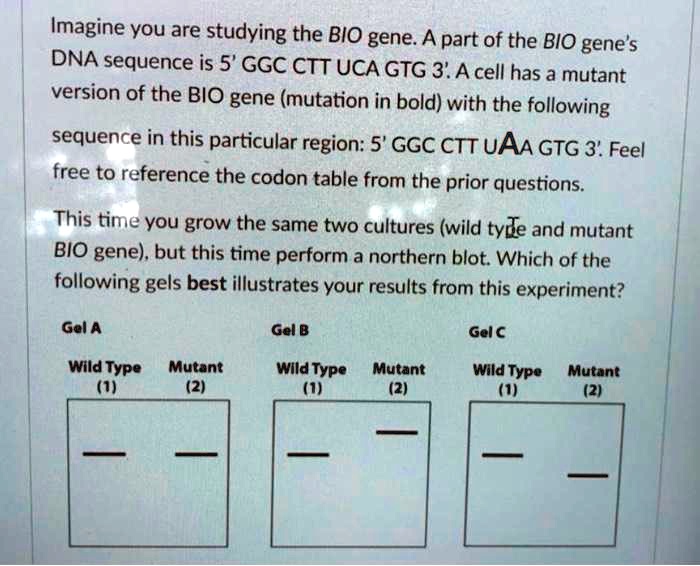 SOLVED: Imagine you are studying the BIO gene. A part of the BIO gene's ...
