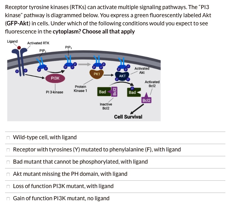 SOLVED: Receptor tyrosine kinases (RTKs) can activate multiple ...
