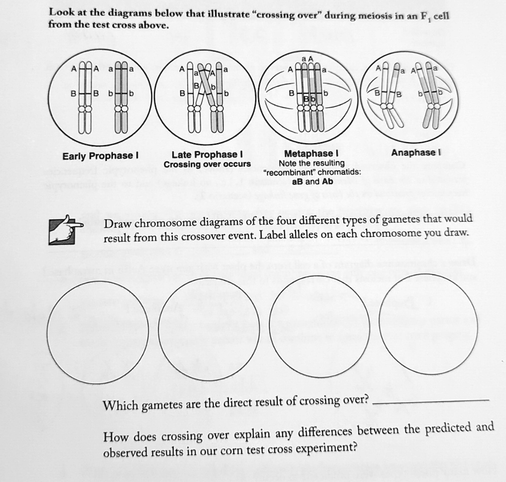 Look at the diagrams below that illustrate "crossing over" during ...