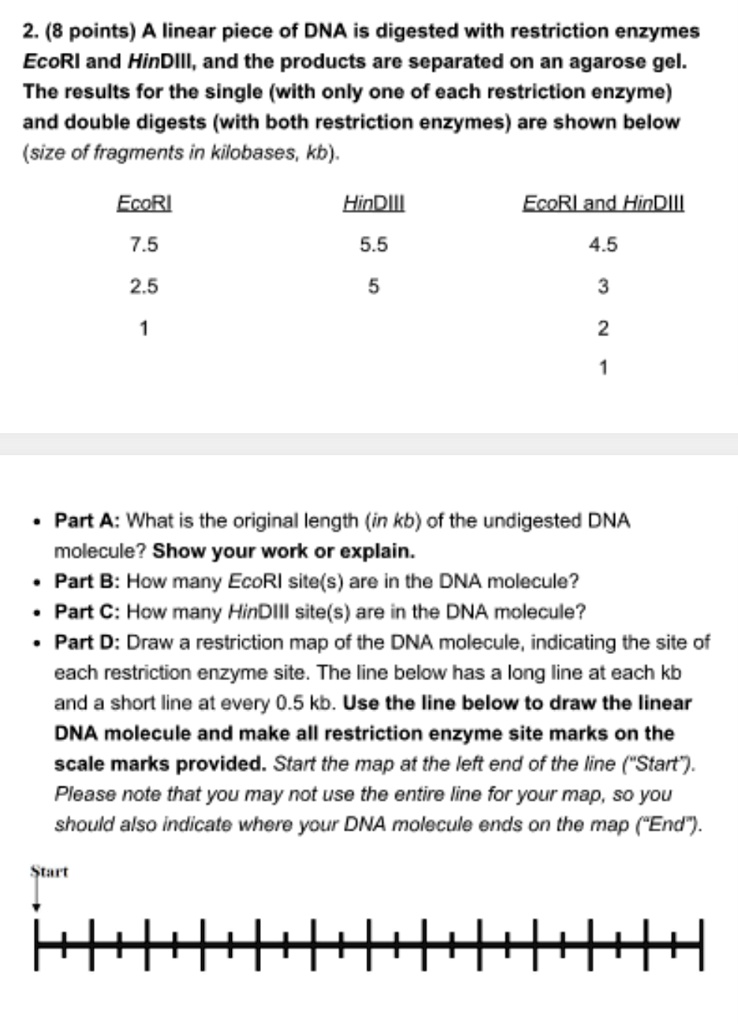 SOLVED: 2. (8 points) A linear piece of DNA is digested with ...